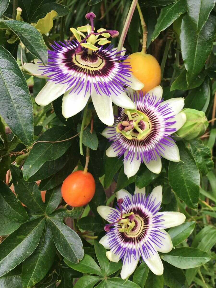 Пассифлора голубая семена 5 штук