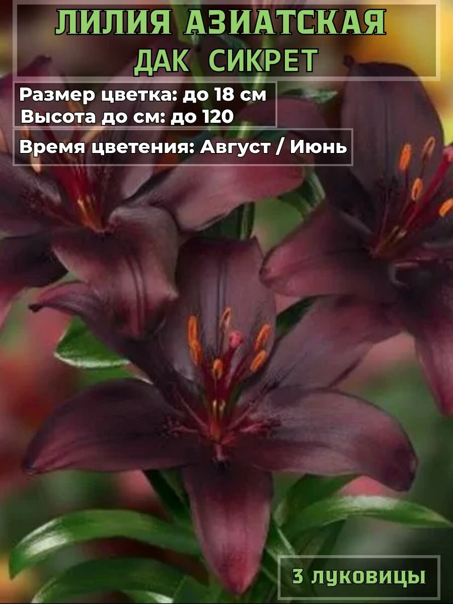 Лилия азиатская Дак сикрет, 3 луковицы