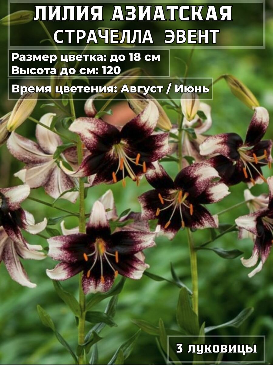 Лилия азиатская Страчелла Эвент, 3 луковицы