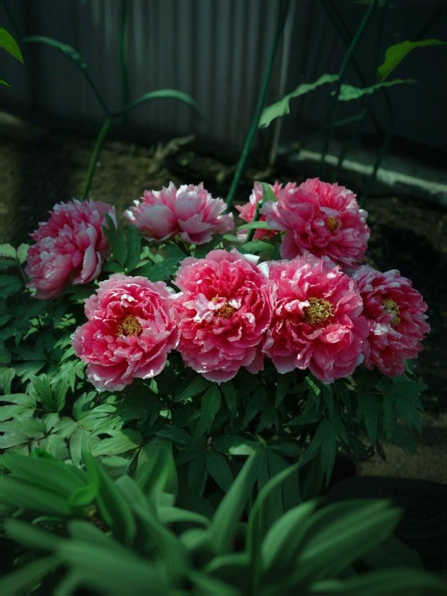 Пион Серебристый ручей