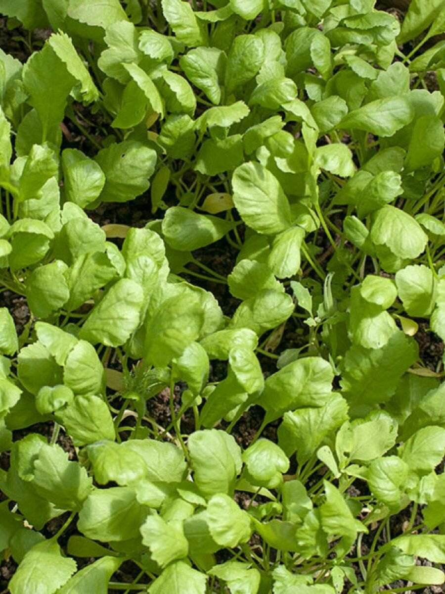 Кресс-салат Витаминчик ранний автор. ц/п 2,0 г, Семена Гавриш