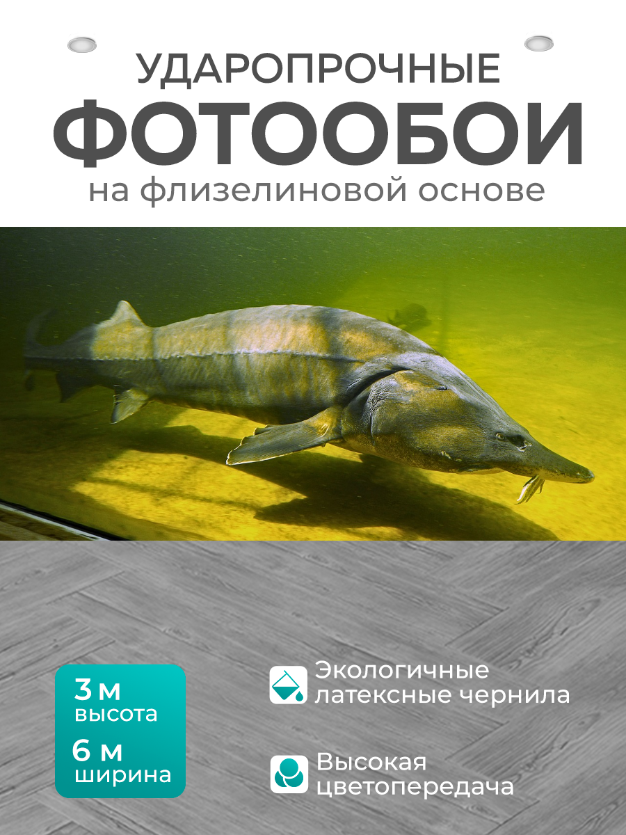 Фотообои моющиеся ударопрочные "Kapitaler осетровых рыб, большой аквариум, рыбы" 600x300 см. флизелиновые на стену