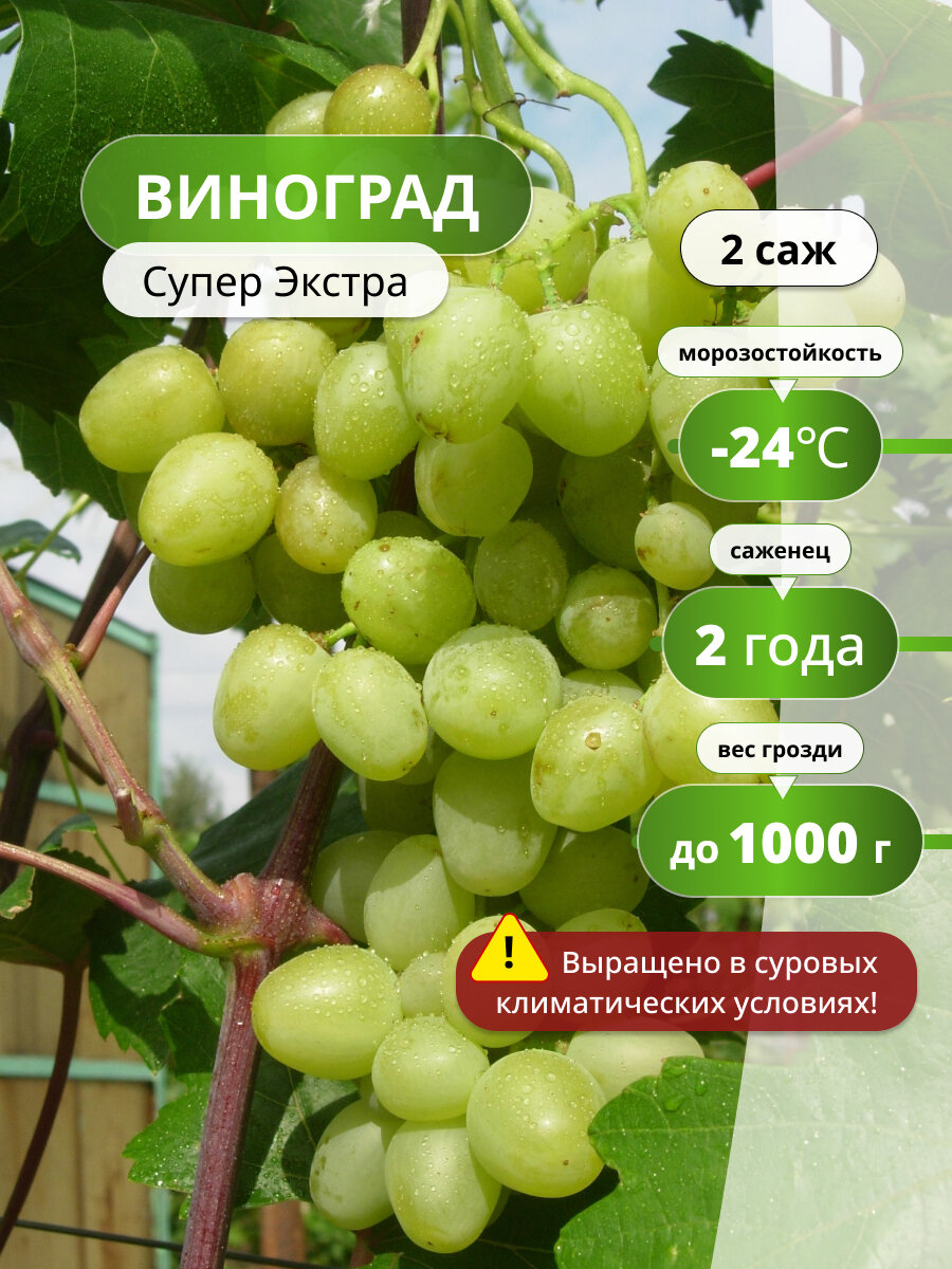 Виноград "Супер экстра", многолетник, 2 , жёлтый/зелёный, ранний