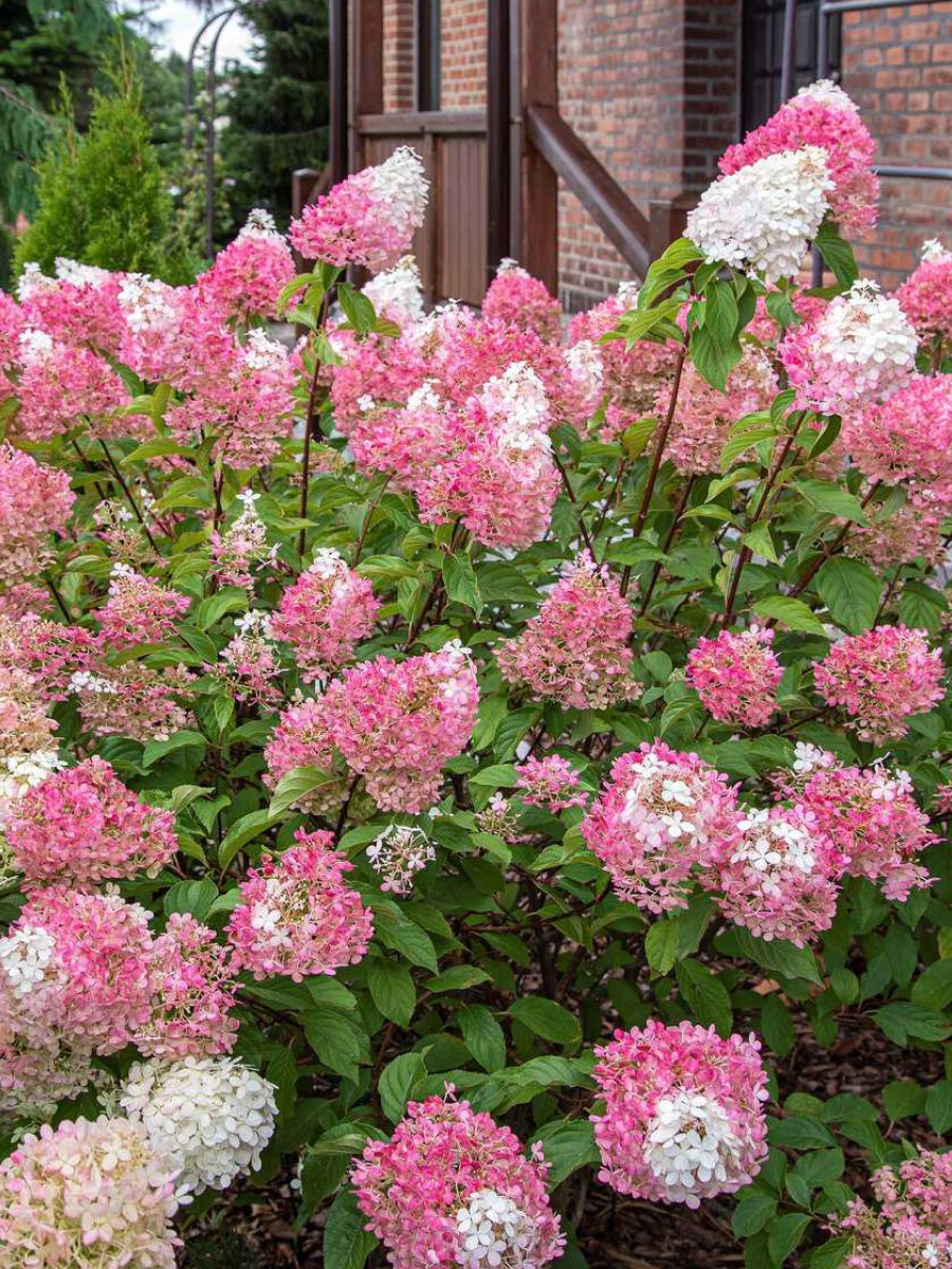 Гортензия метельчатая Сандей Фрайз (Hydrangea paniculata Sunday Fraise)
