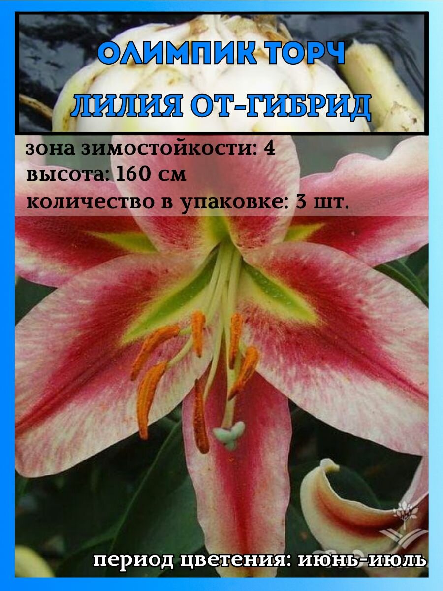 Лилия от-Гибрид, Олимпик Торч, луковицы 3 штуки