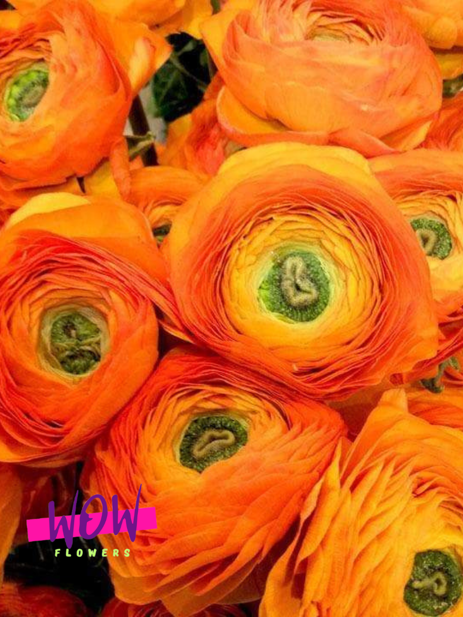 Луковицы цветов , WOW FLOWERS , Лютик Садовый ( Ранункулюс ) Оранжевый 10 шт