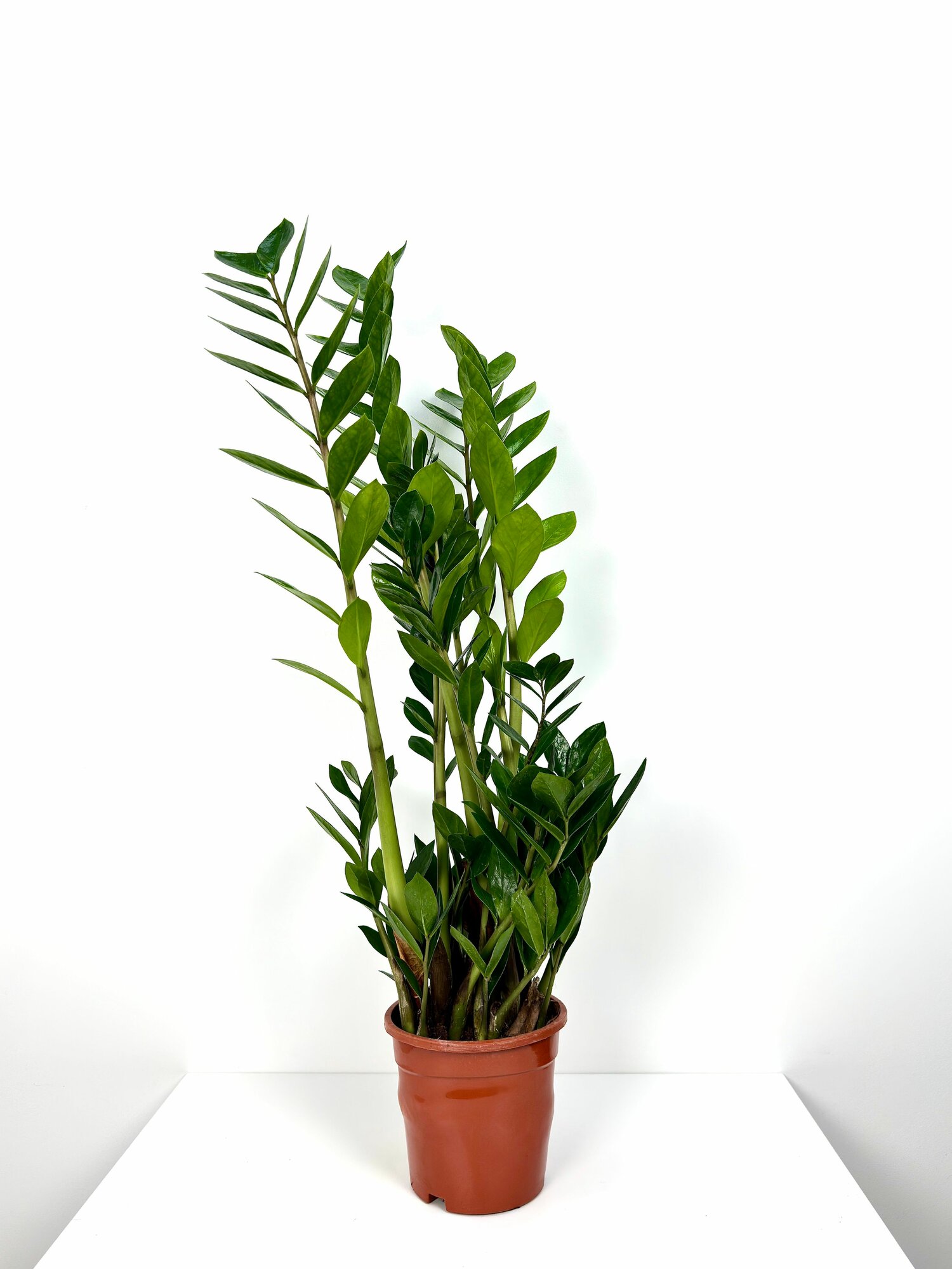 Замиокулькас в кремовом керамическом горшке с поддоном, высота 55-65см