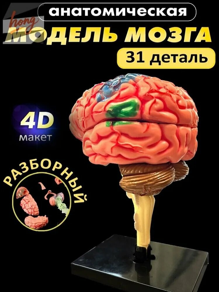 Анатомическая модель головного мозга человека, разборная, 31 часть. 4D макет человеческого мозга в уменьшенном размере.