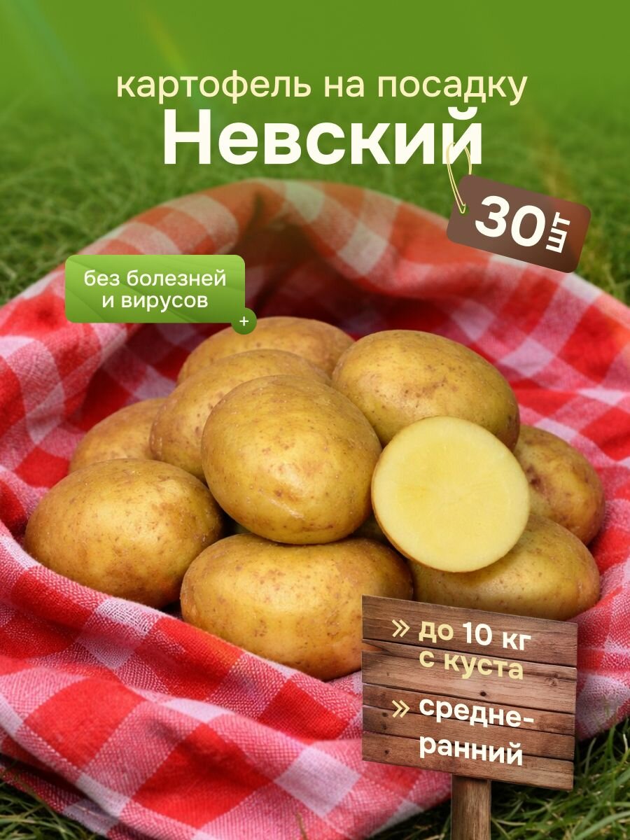 Семенной картофель на посадку Невский 30 шт (среднеранний)