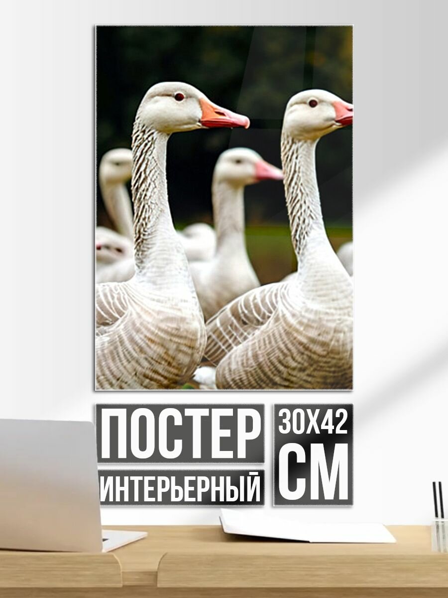 Постер на стену Живые гуси