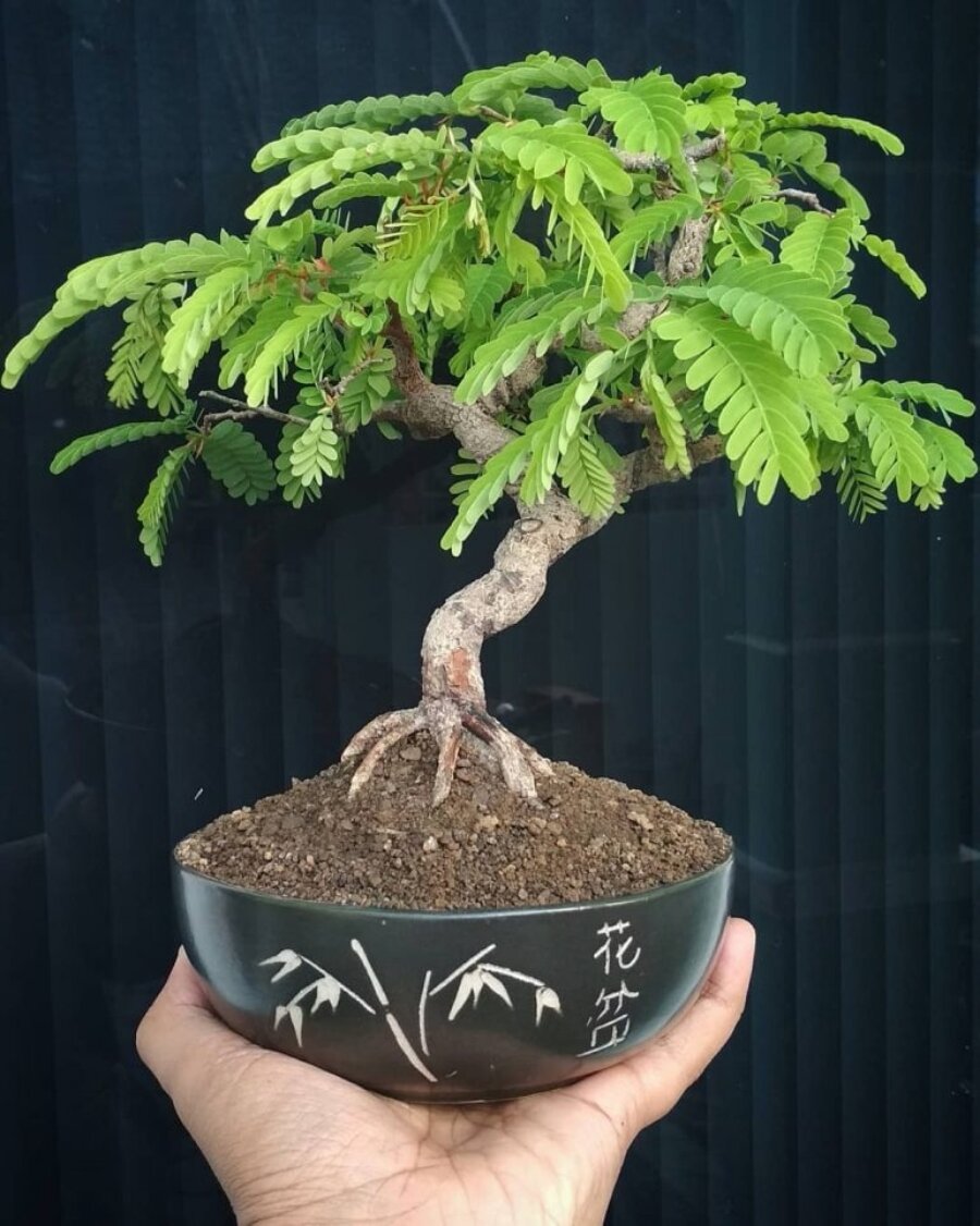 Семена Тамаринд (Индийский финик), экзотическое растение, бобовые 3шт.