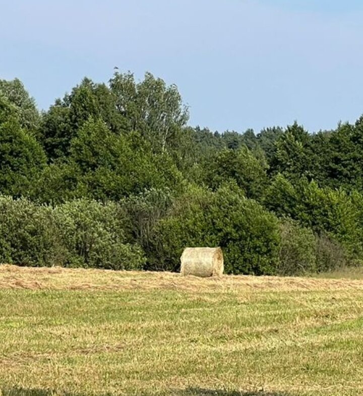 Сено (разнотравье) 500 гр, для питания кроликов, морских свинок и всех грызунов