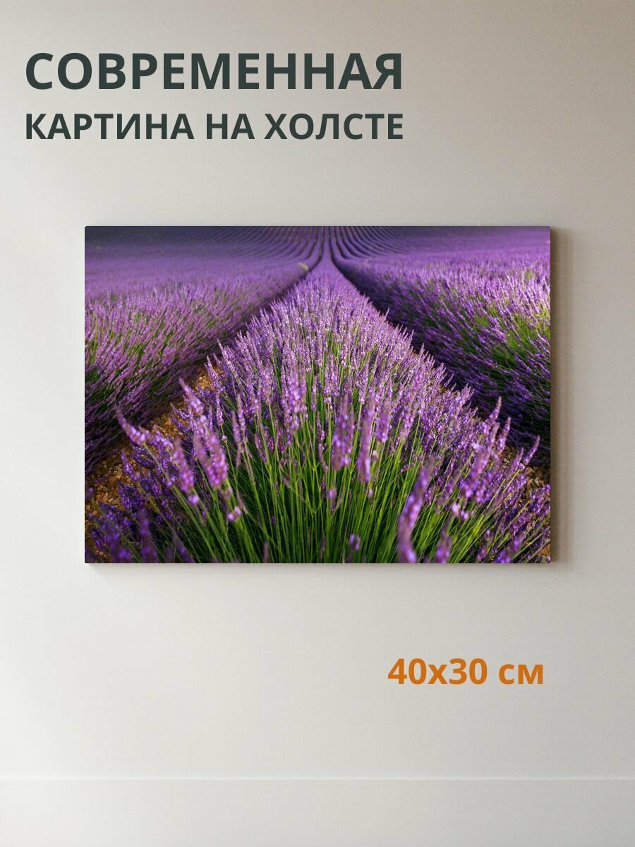 Картина на холсте Лавандовое поле 40x30 см