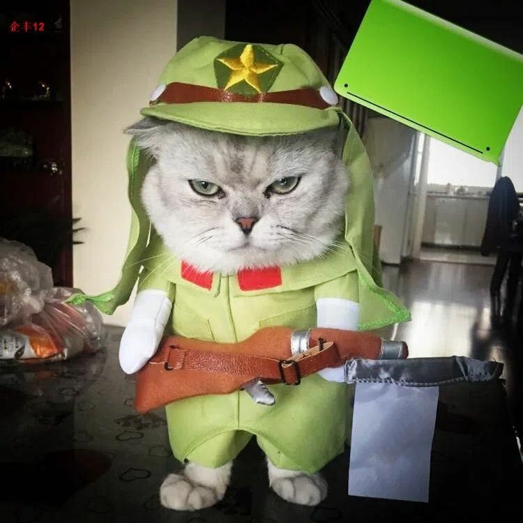 Смешные костюмы для животных, костюмы для кошек и собак