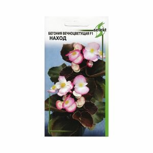 Семена Бегония вечноцветущая Наход
