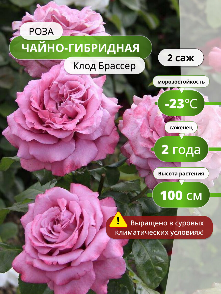 Роза "Клод Брассер", чайно-гибридная, фиолетово-малиновая, многолетняя, 2 шт