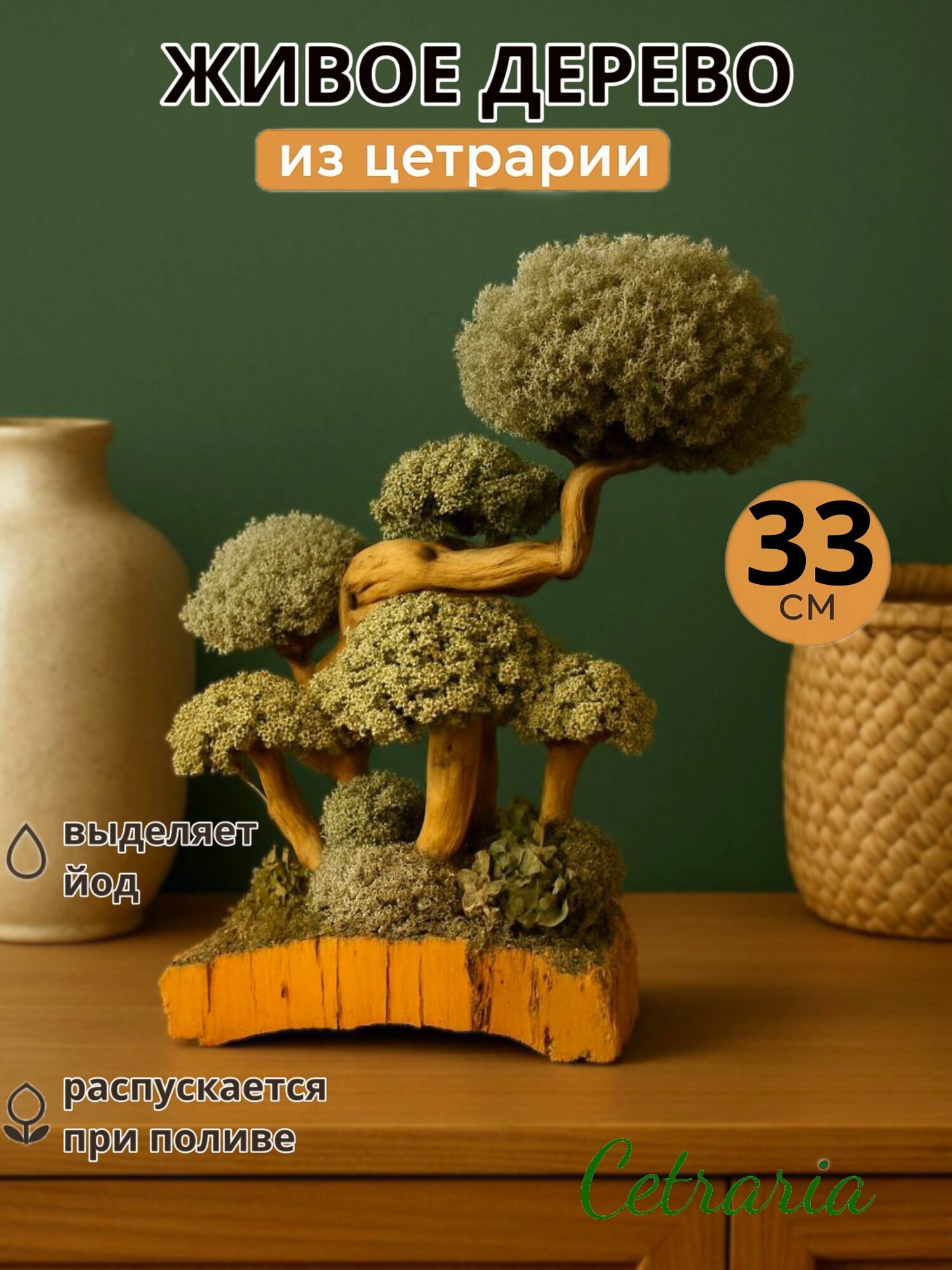 Декоративное Дерево из Цетрарии / природный акцент для интерьера