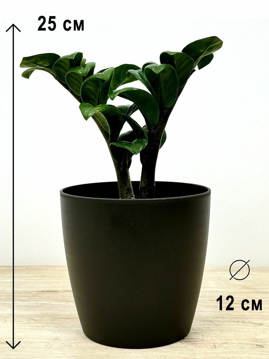 Замиокулькас Зензи ЖУК в пластиковом чёрном кашпо, высота композиции 30см