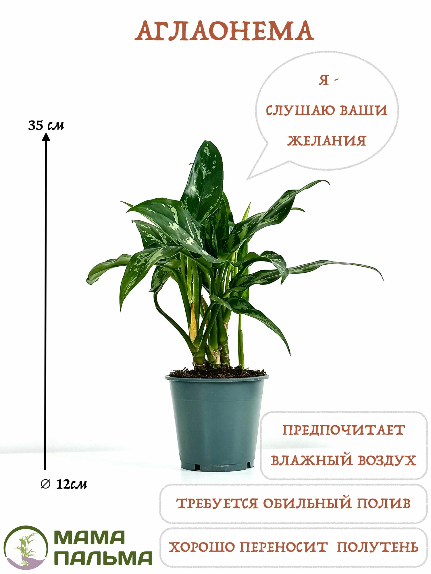 Живое растение Аглаонема в техническом горшке D12 высота 35 см