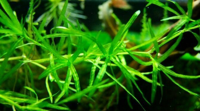 Живое корневое аквариумное растение Наяс или Наяда индийский один росток