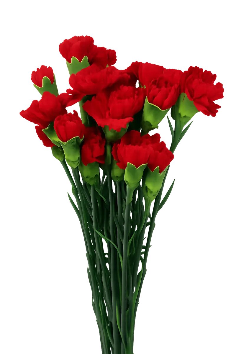 Гвоздика красная одноголовая 20 штук высота 70 см. Яркая. На флористической губке. Стойкая. Завоз от 14 марта.