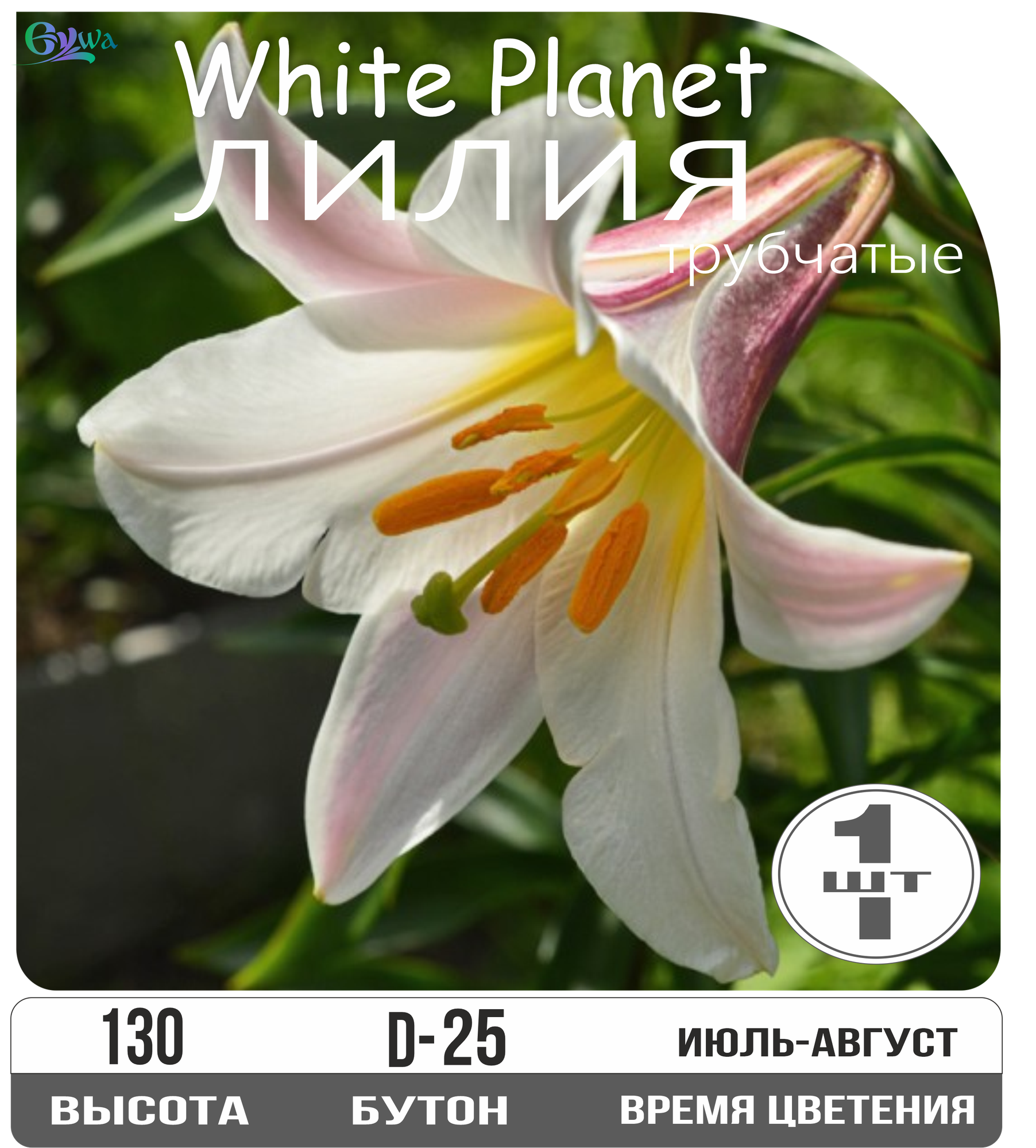 Лилия луковицы многолетние Уайт Планет, трубчатые, 1шт.