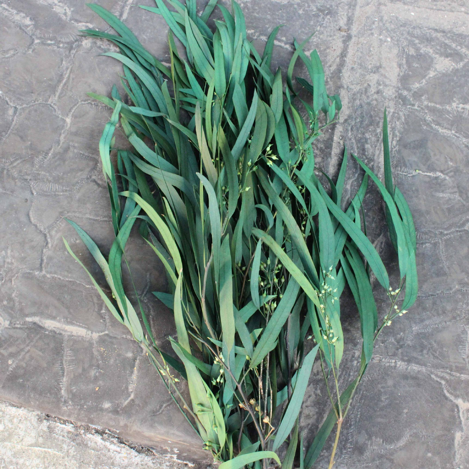 Вечный цветок Xiaomi, фруктовый лист, лист ивы, лист эвкалипта, медная монета, лист эвкалипта, домашний декор, производитель из Юньнани, оптовая продажа