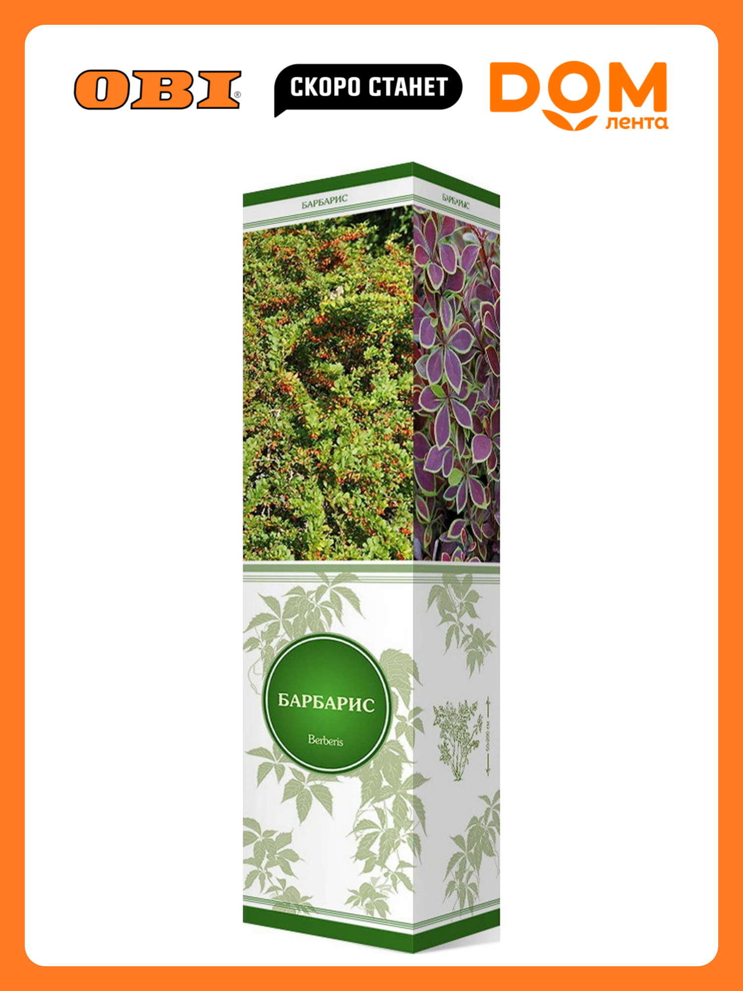 Растение Барбарис в ассортименте 3шт