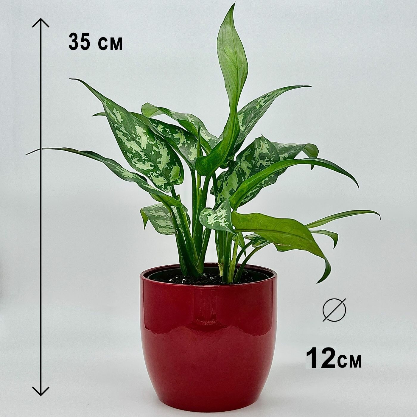 Аглаонема в пластиковом красном кашпо, высота композиции 30-35см