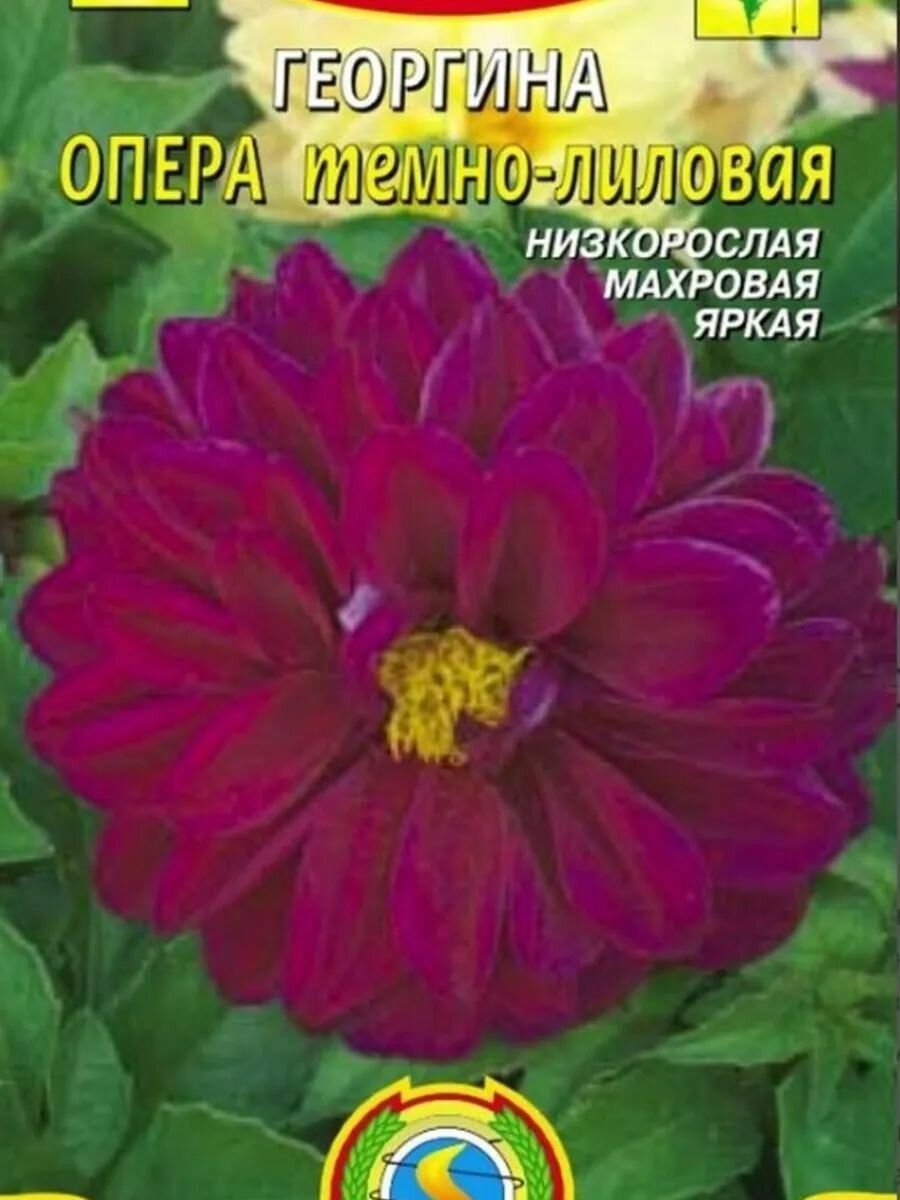 Георгина Опера темно-лиловый 10 шт, Плазменные семена