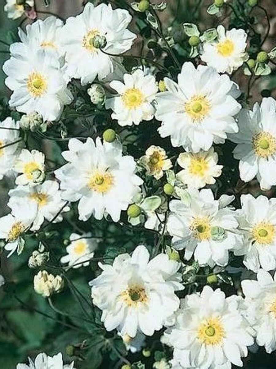 Анемона (Ветреница) японская Вейрлвинд