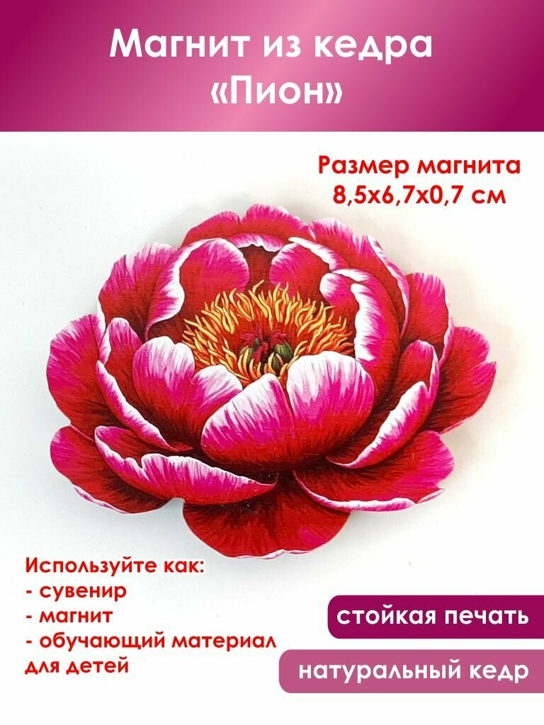 Магнит из кедра "Пион", АнСоло, размер 8,5х6,7 см, толщина 7 мм.