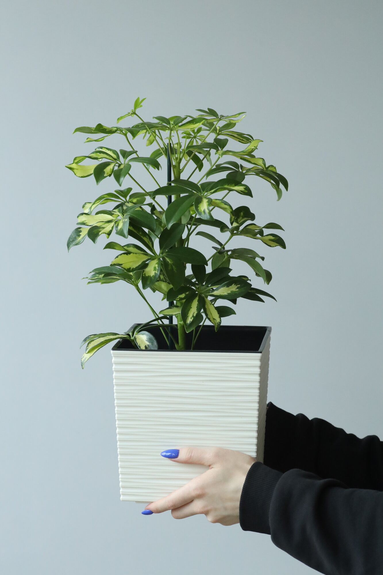 Шеффлера Герда (d13 / h45)