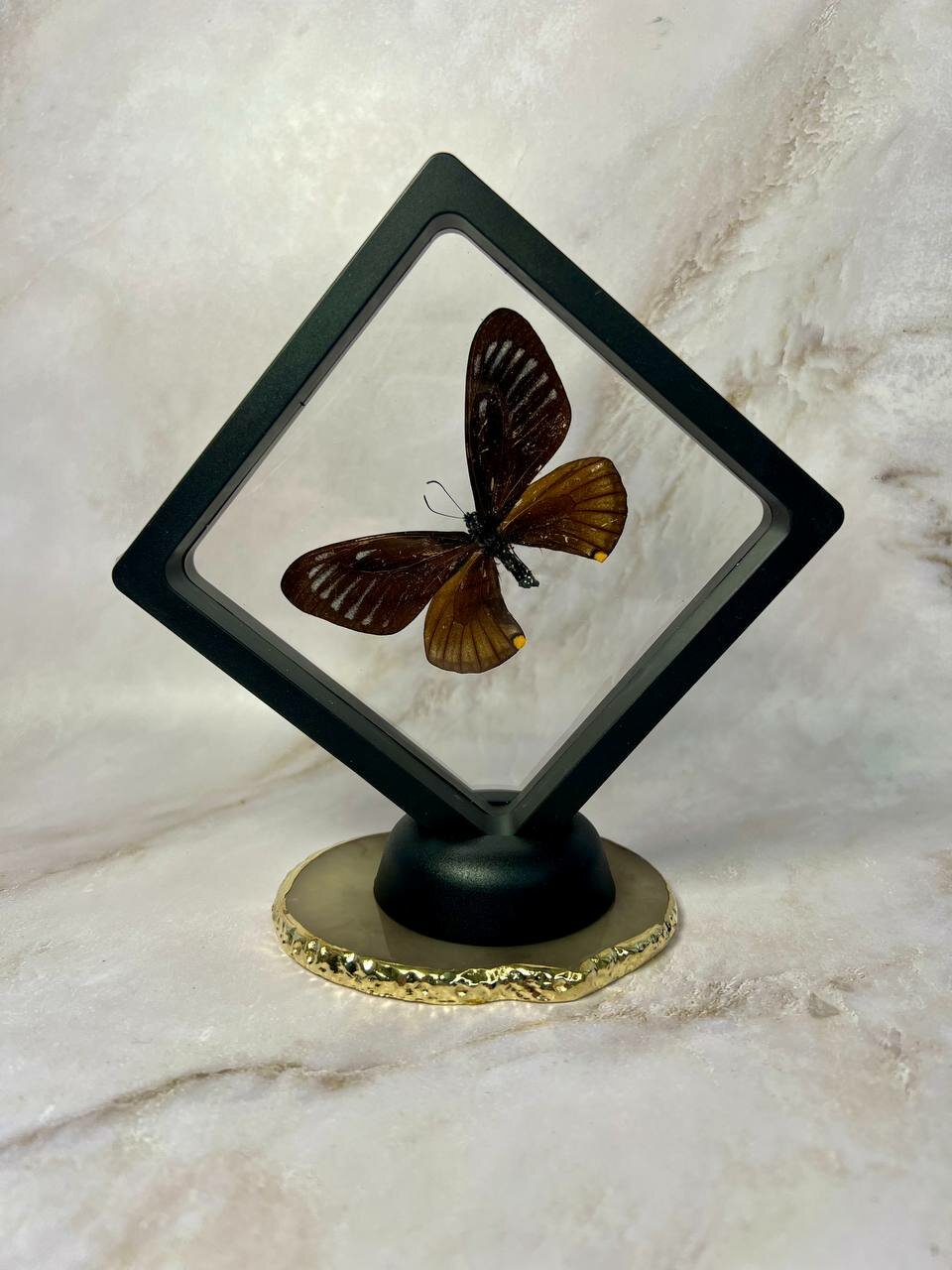 Бабочка декоративная Ramona "Papilio Slateri", в рамке, ручная работа, с подставкой, черная