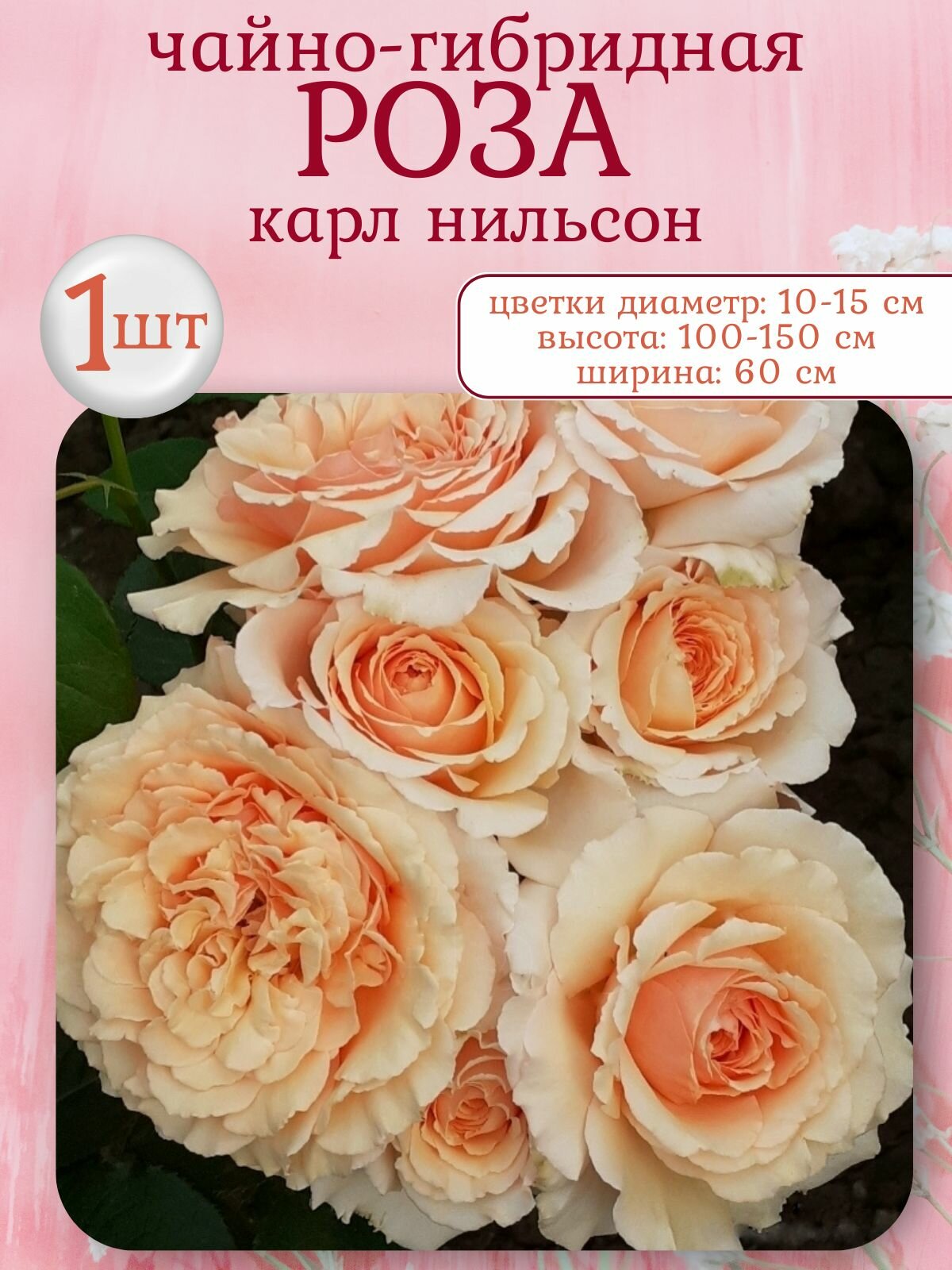 Роза чайно-гибридная Карл Нильсон , многолетние цветы, 1 шт
