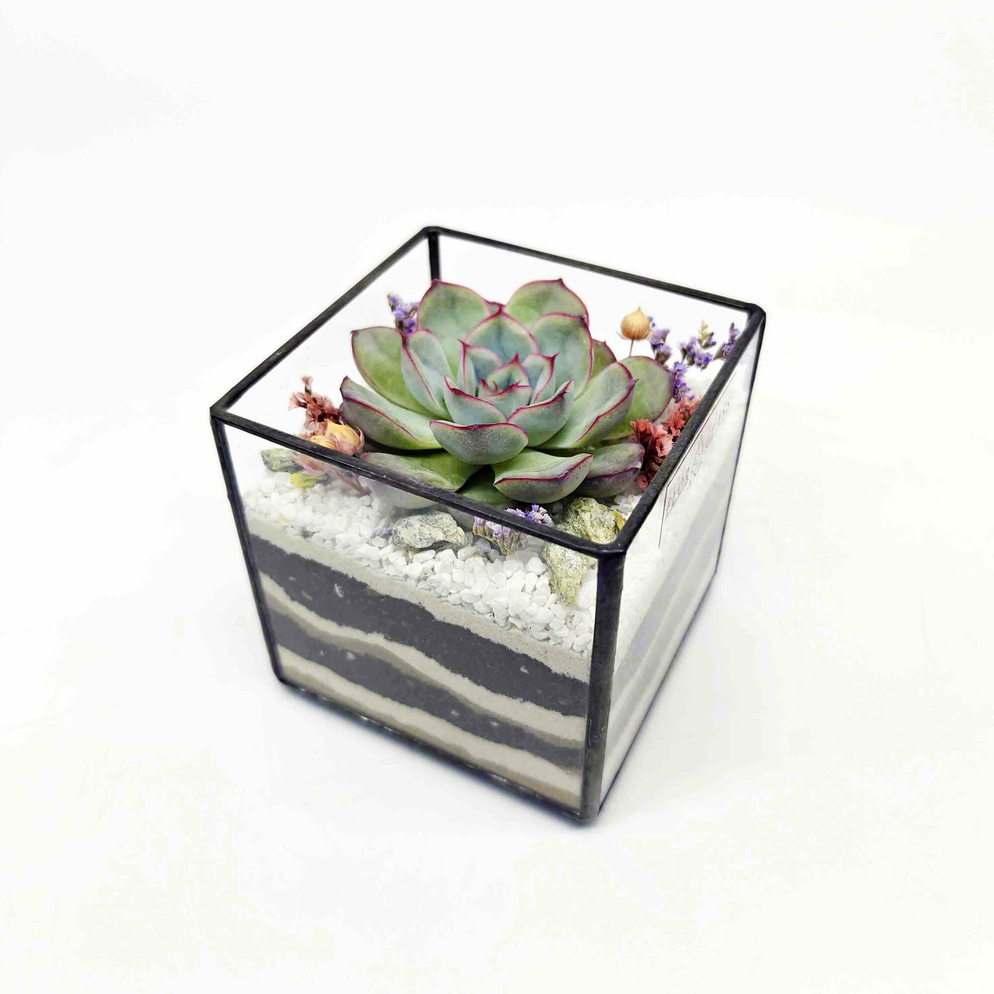 Флорариум с суккулентами "Кубик мини с Мистери" 8см