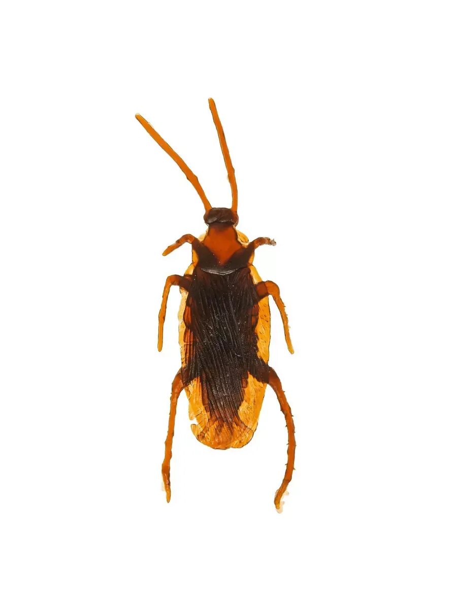 Прикол Таракан