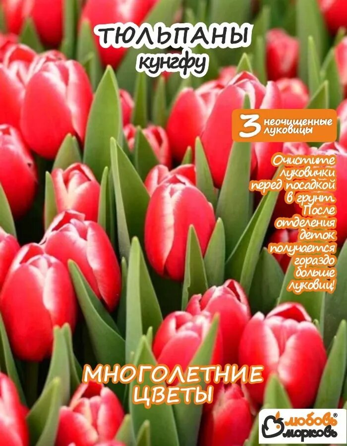 Тюльпан Луковица, Кунг Фу 3 шт (Любовь Морковь)