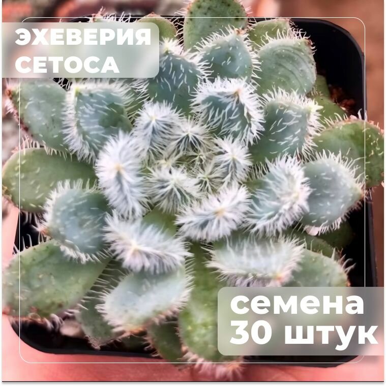Эхеверия сетоса, неприхотливый суккулент для дома, семена 30 штук