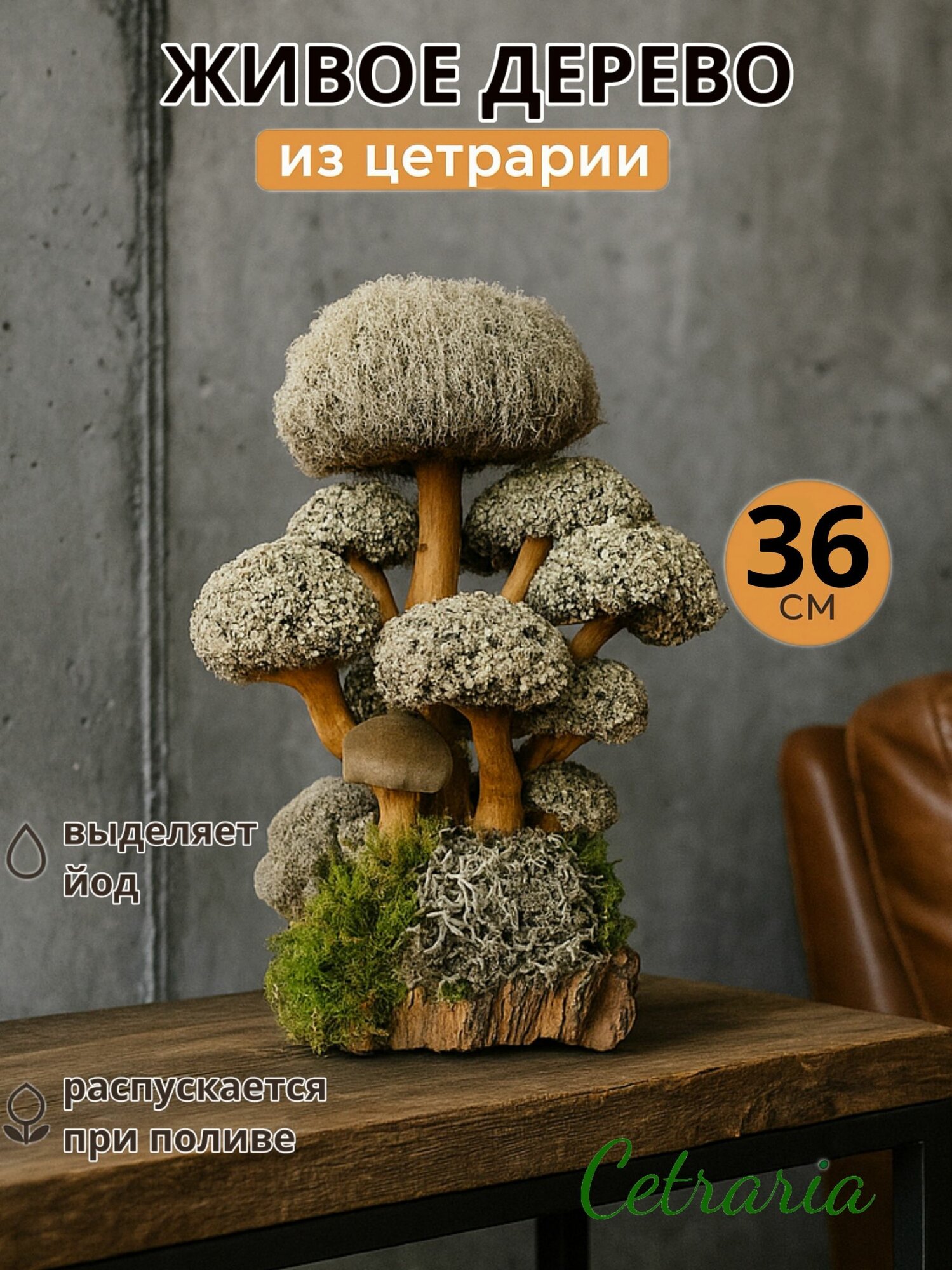 Декоративное интерьерное дерево с кронами исландского мха Цетрарии