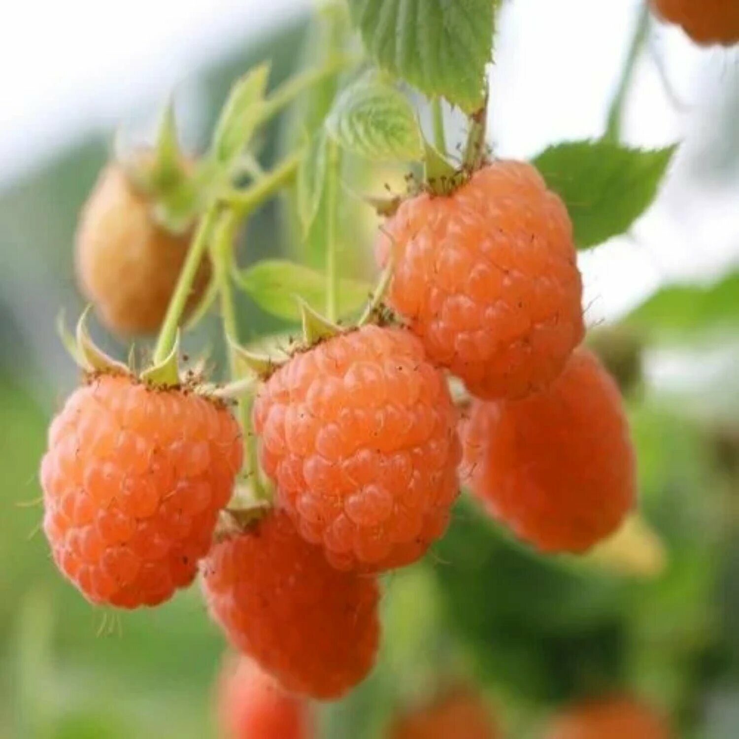 Малина ремонтантная "Дабл Оранж" // 1 шт, морозостойкий сорт