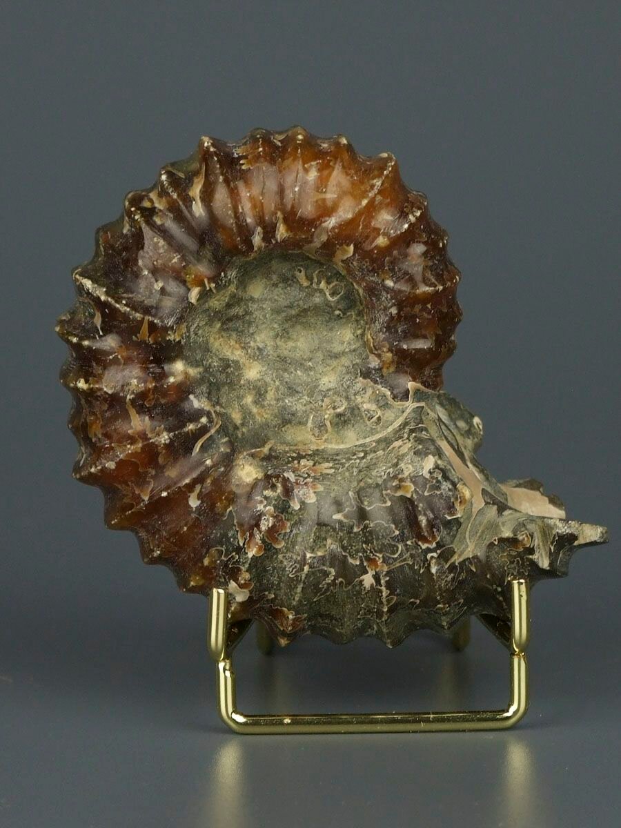 Аммонит натуральный Douvilleiceras из Мадагаскара 7 см на стол