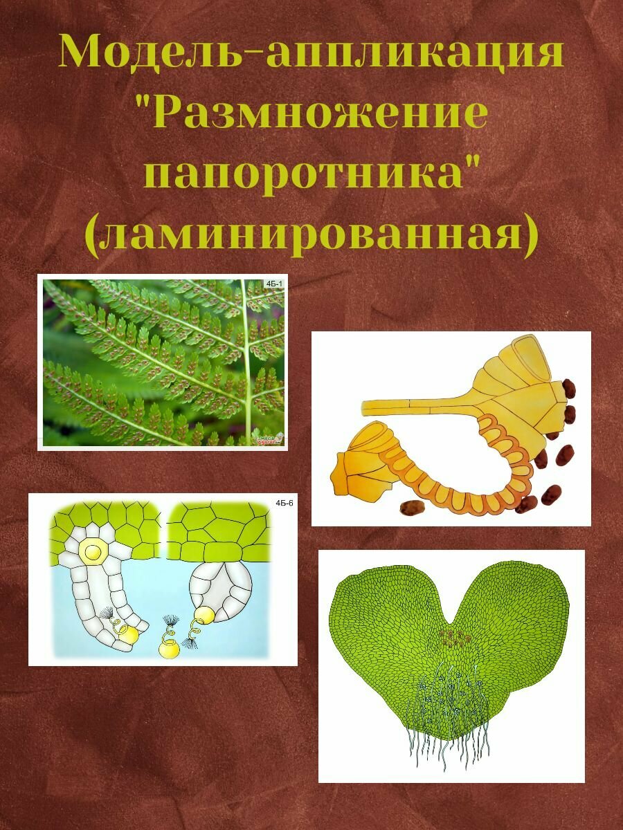 Модель-аппликация "Размножение папоротника"