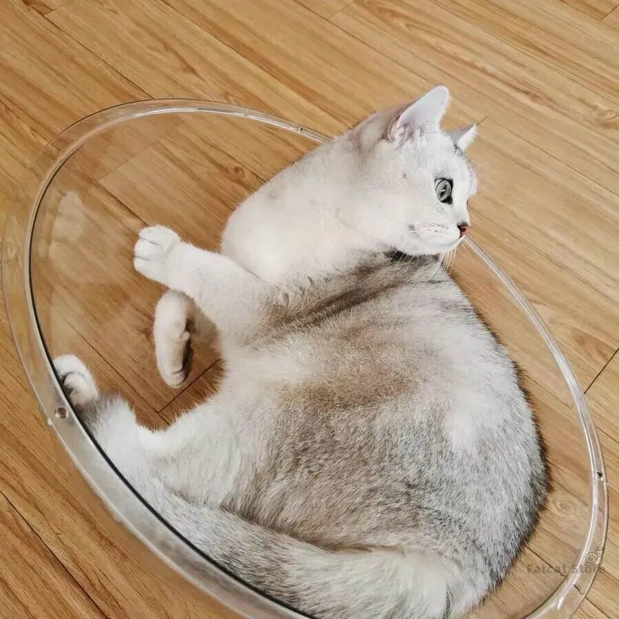 Кресло для кошек, прозрачный акрил, овальная форма, взрослая кошка, 30 см