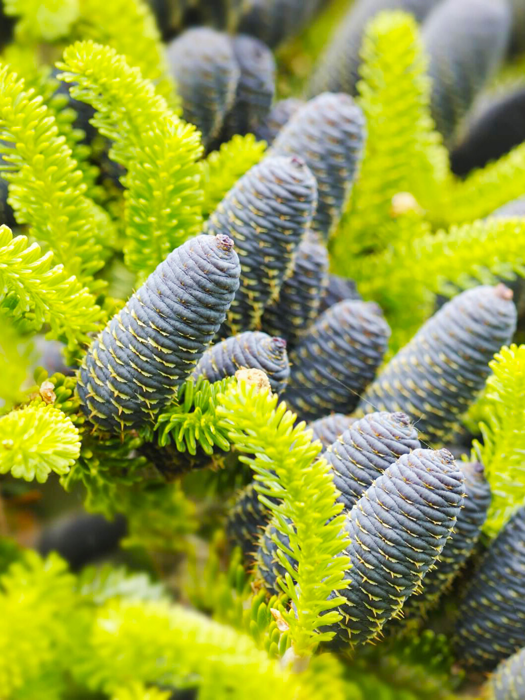 Пихта Корейская Сувон, Семена, 20 шт