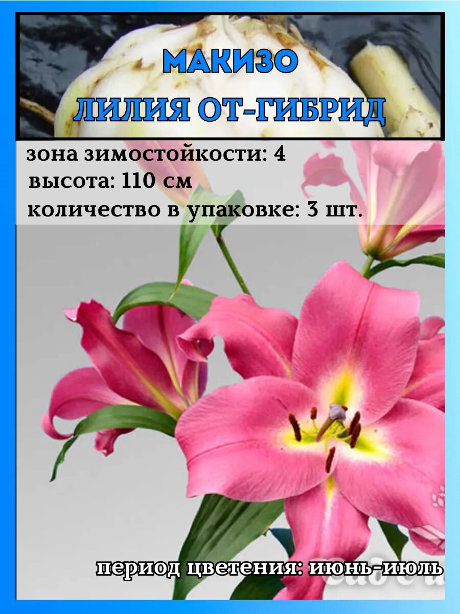 Лилия от-гибрид, луковицы 3 штуки