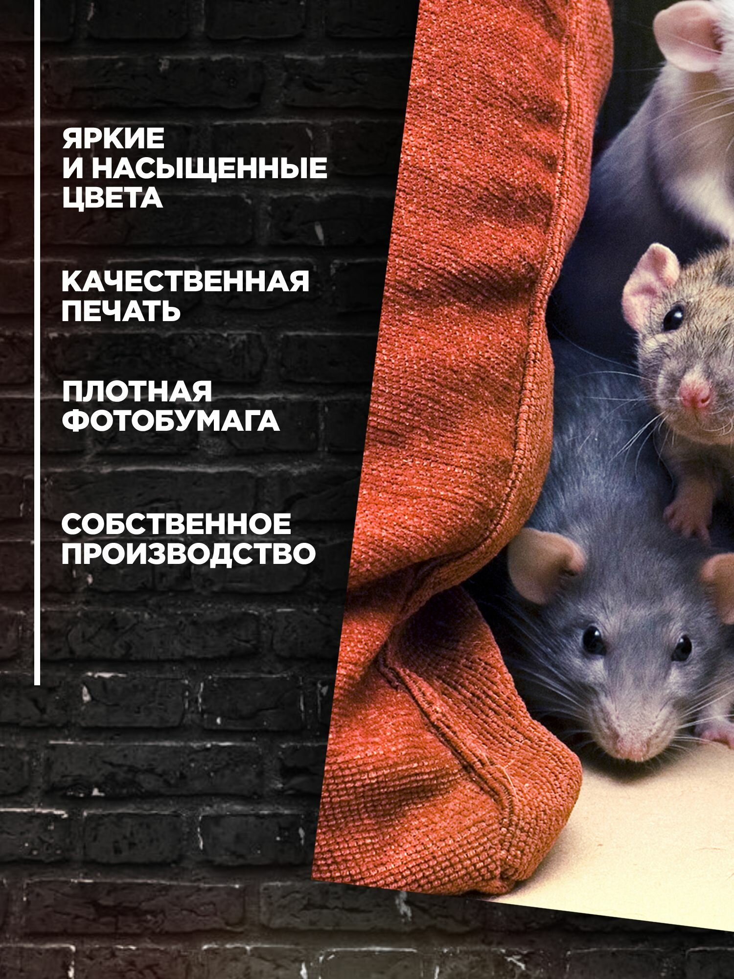 Постер Крысы, Эстетика — фото 1