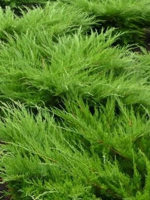 Можжевельник средний Минт Джулеп