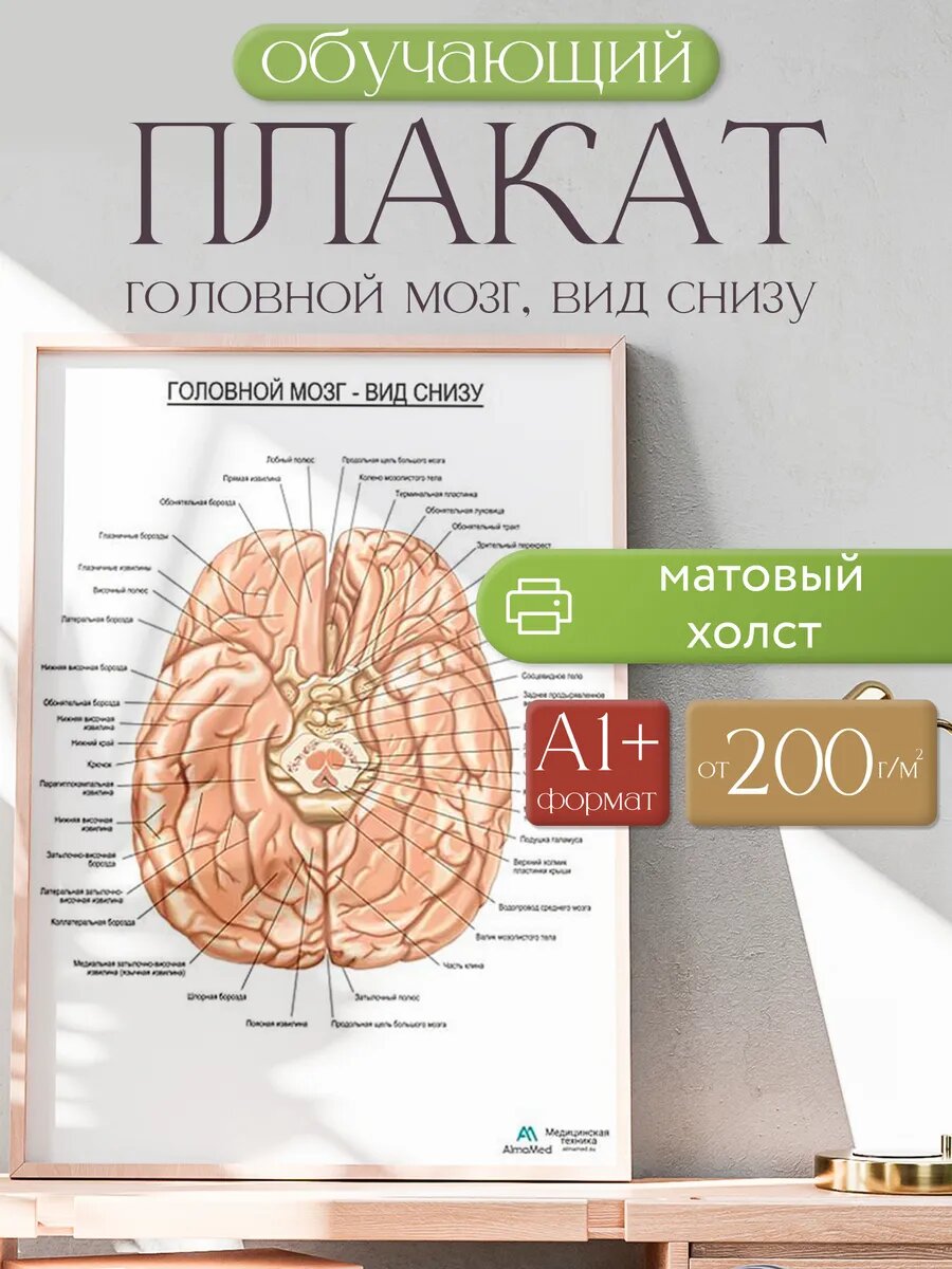 Головной мозг, вид снизу, плакат А1+, матовый холст от 200г/м2