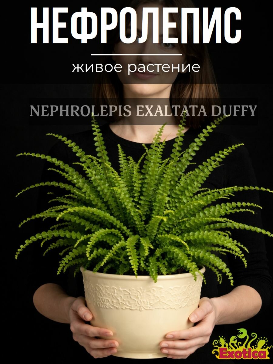 Нефролепис Даффи (Nephrolepis Exaltata Duffy) D6см, живое растение